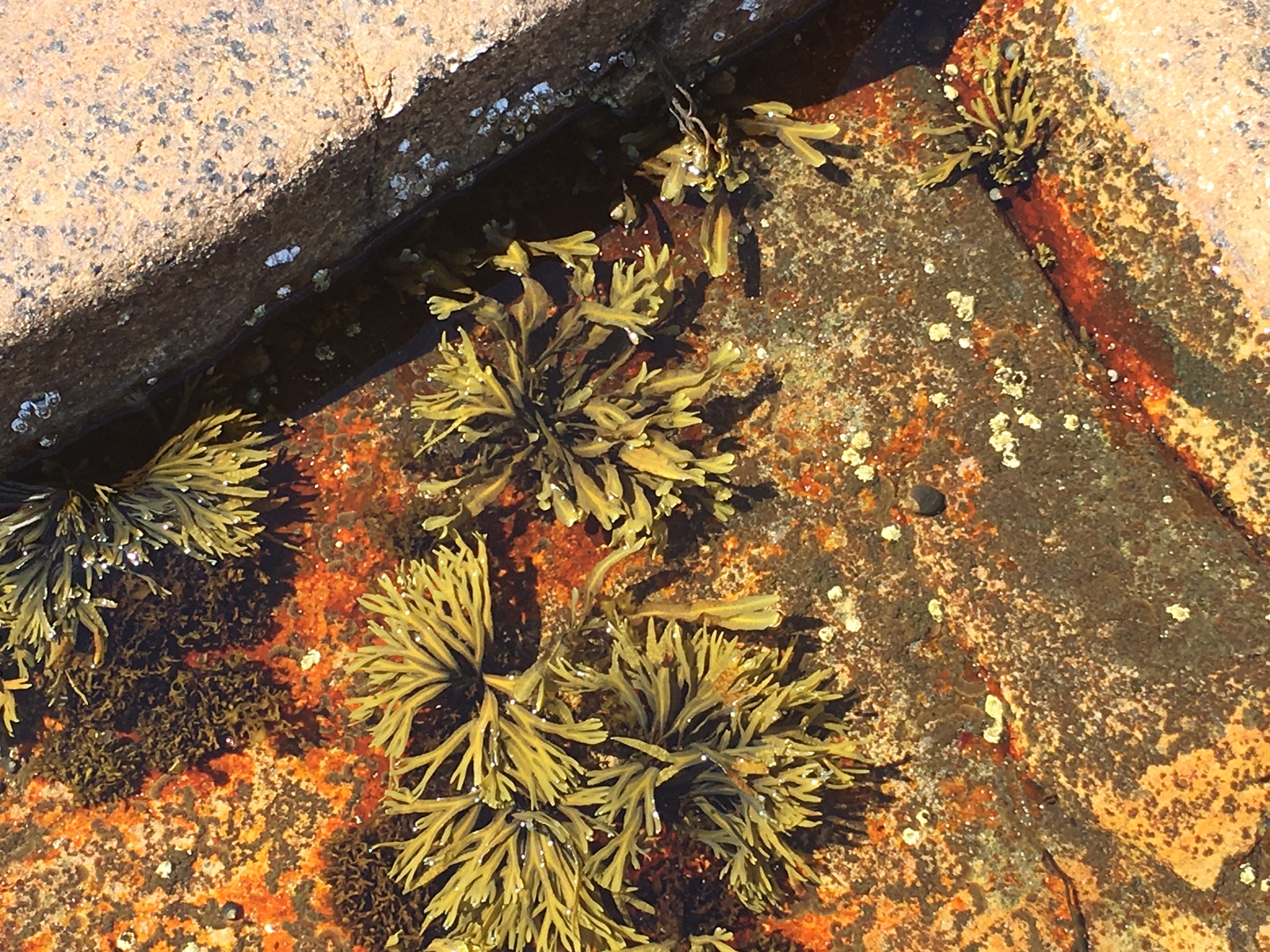 Puffin pie! | Mom's Big Year