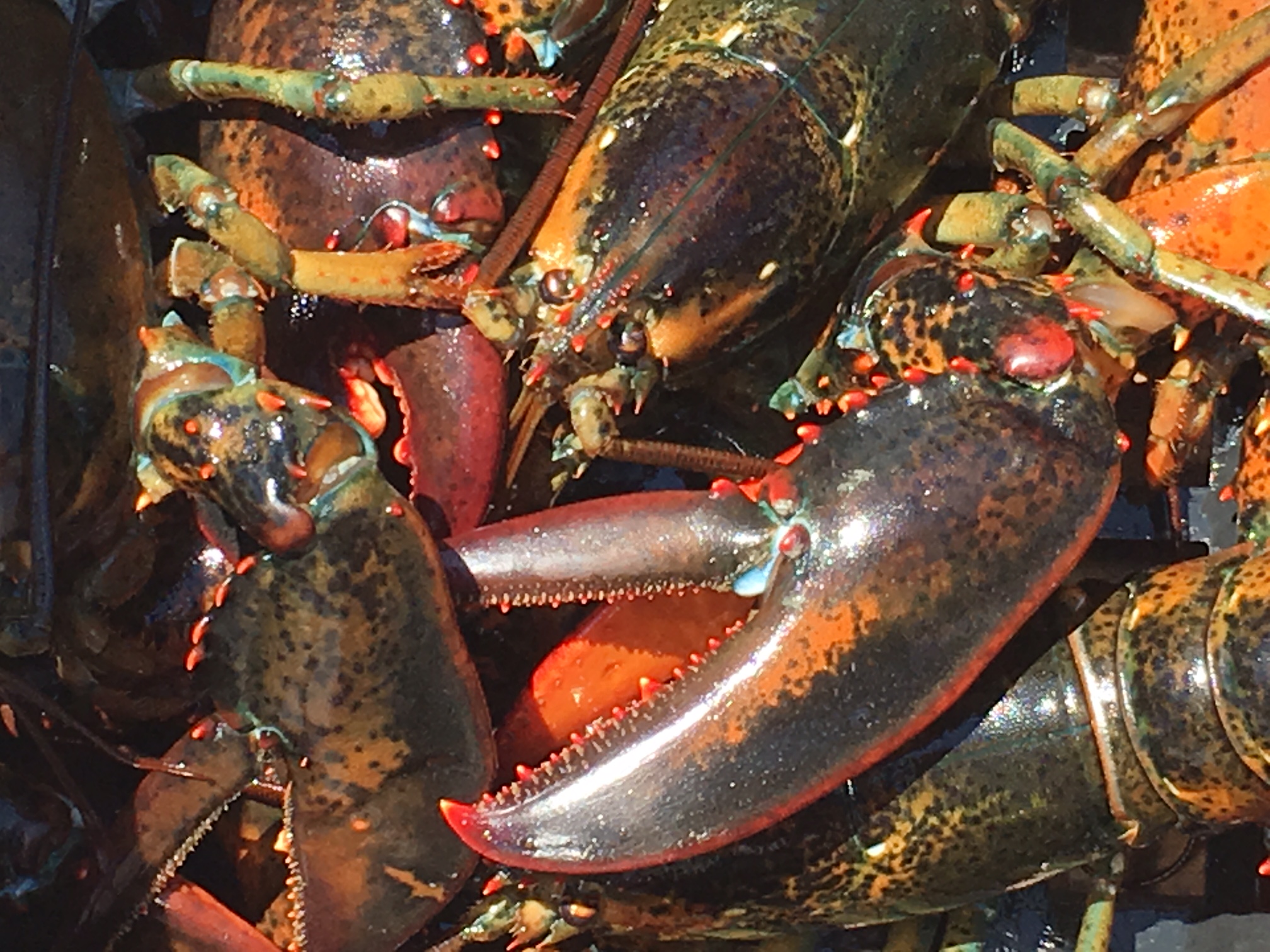 Puffin pie! | Mom's Big Year