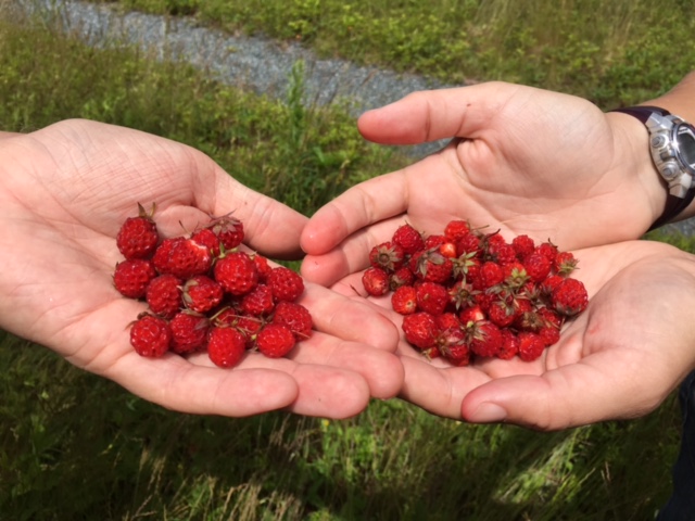 Puffin pie! | Mom's Big Year